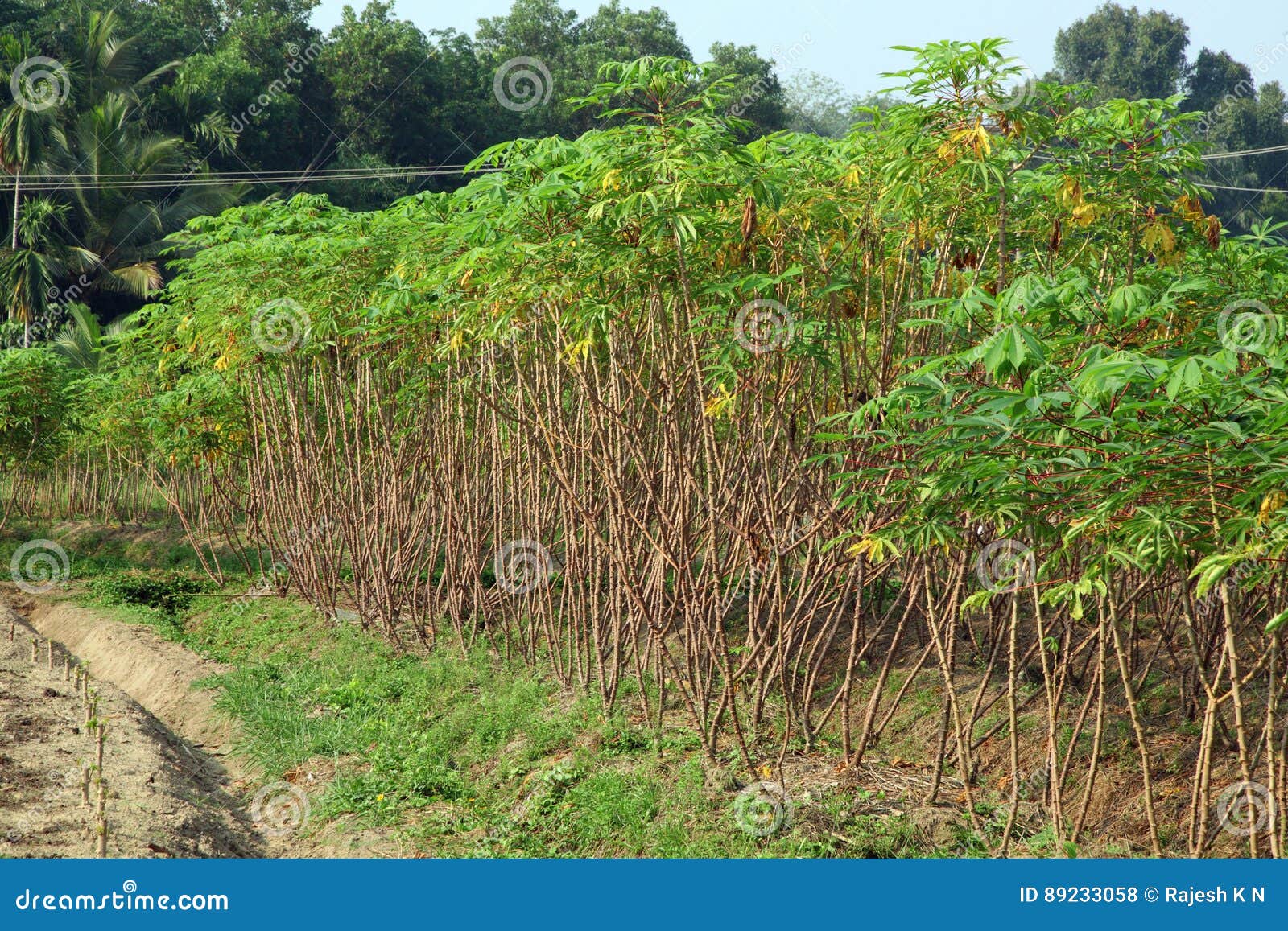 Tapioca stock photo. Image of kerala, rural, farm, farmland - 89233058