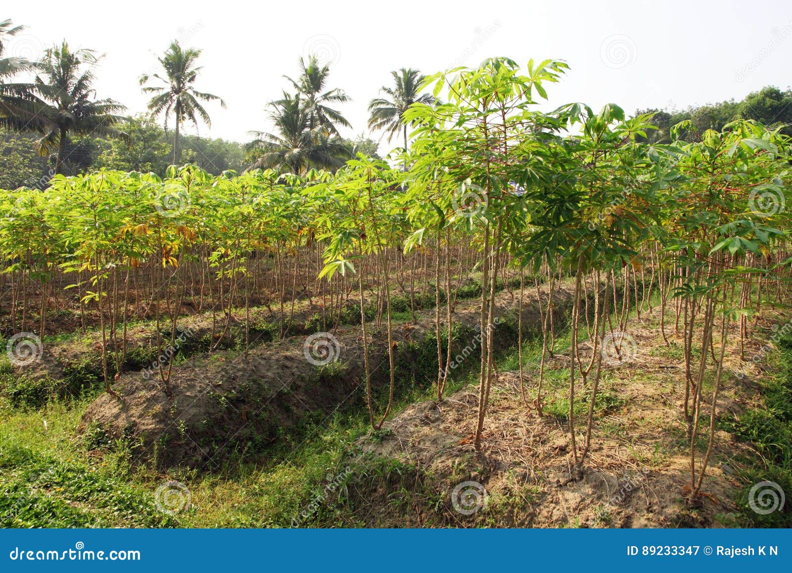 Tapioca stock image. Image of grow, tropical, plantation - 89233347