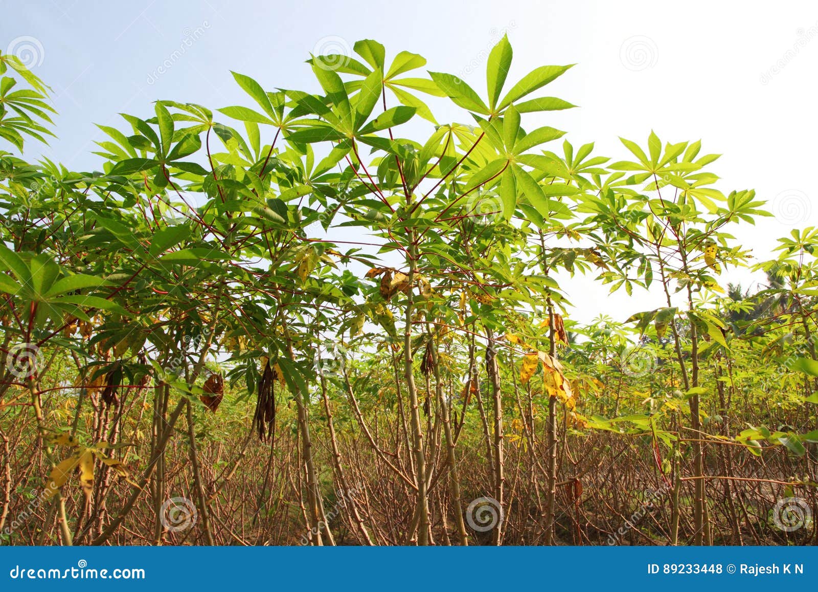 Tapioca stock photo. Image of husbandary, plant, industry - 89233448