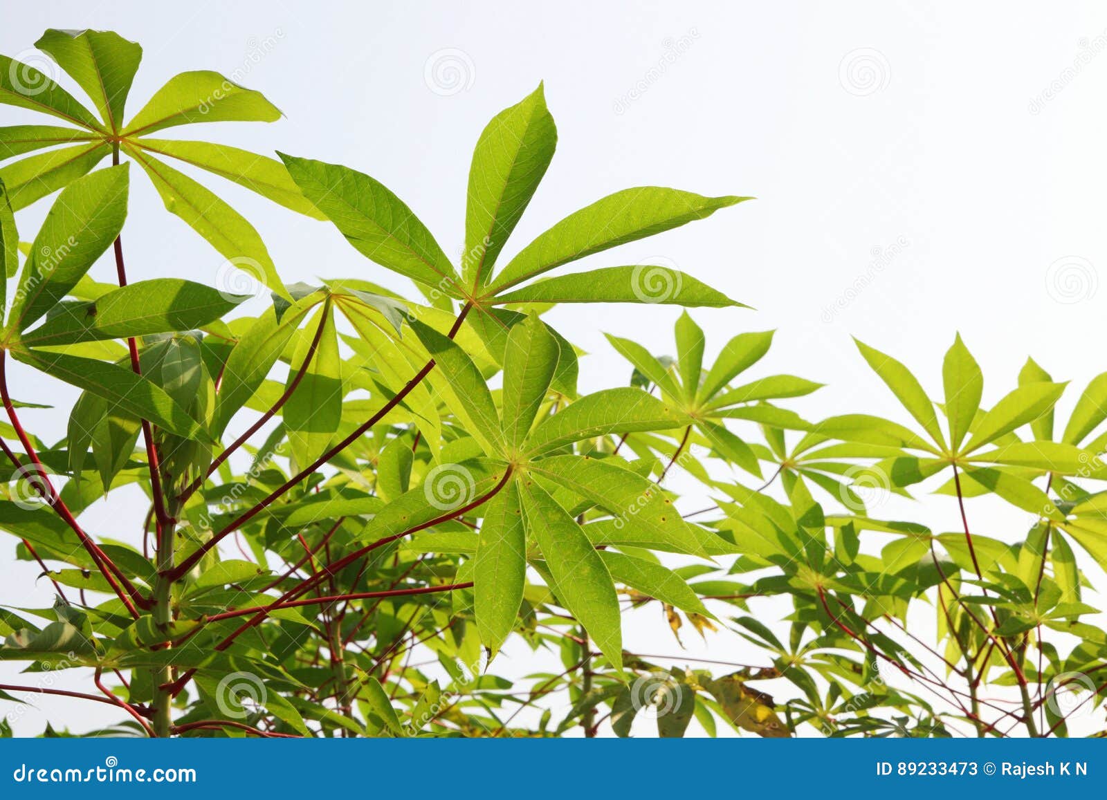 Tapioca stock image. Image of industry, cassava, india - 89233473