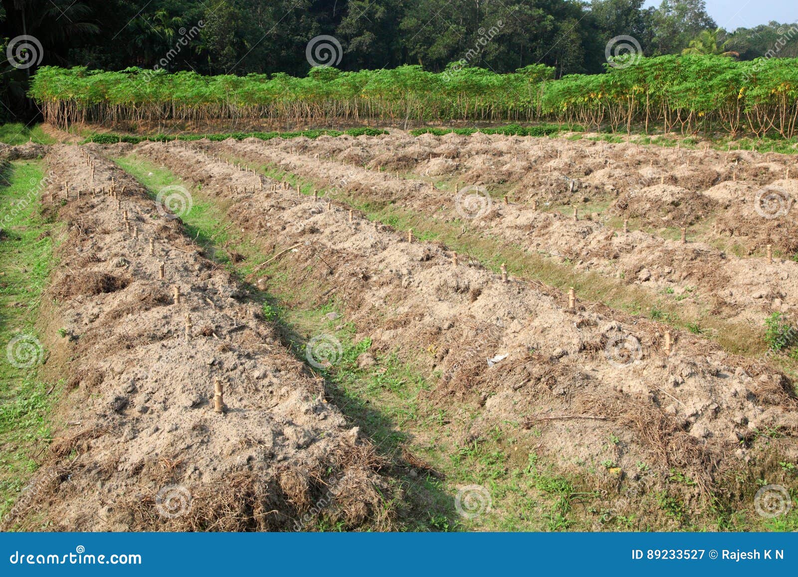 Tapioca stock image. Image of manioc, nature, farm, india - 89233527