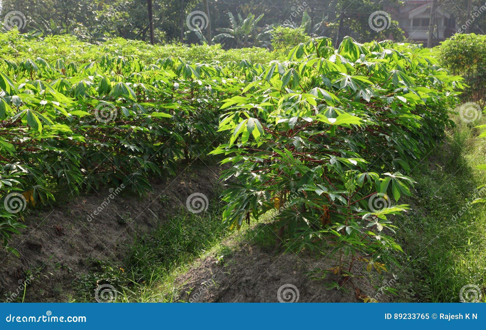 Tapioca stock image. Image of crop, organic, agriculture - 89233765