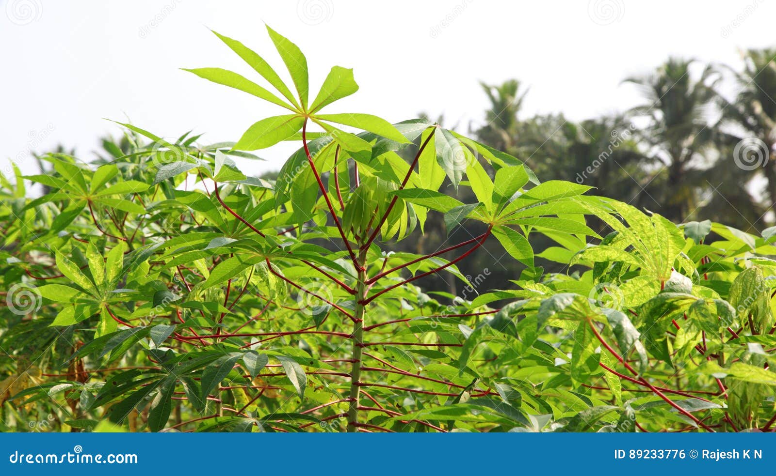 Tapioca stock photo. Image of husbandary, tropical, husbandry - 89233776