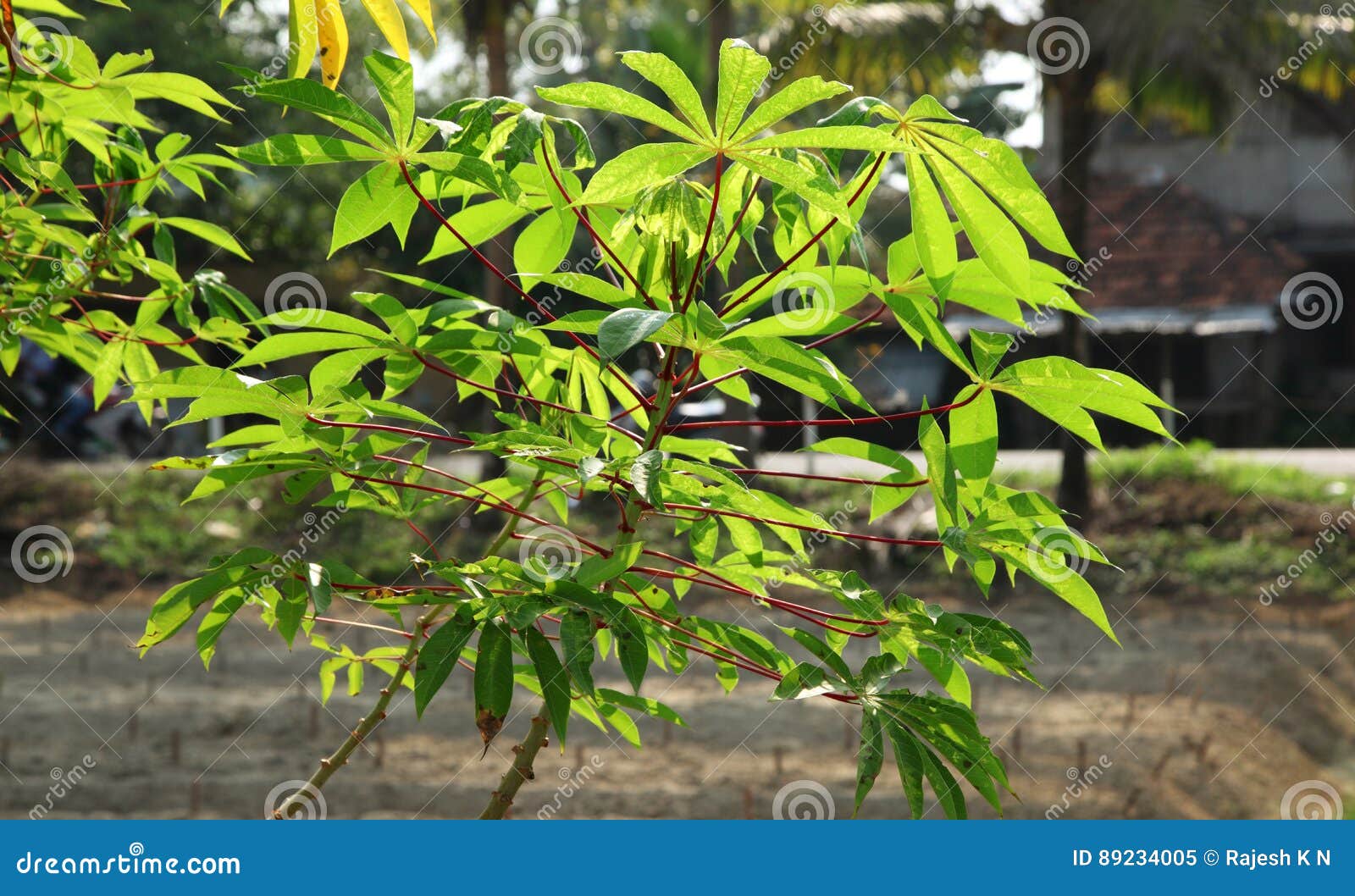 Tapioca stock image. Image of raise, farmland, agriculture - 89234005