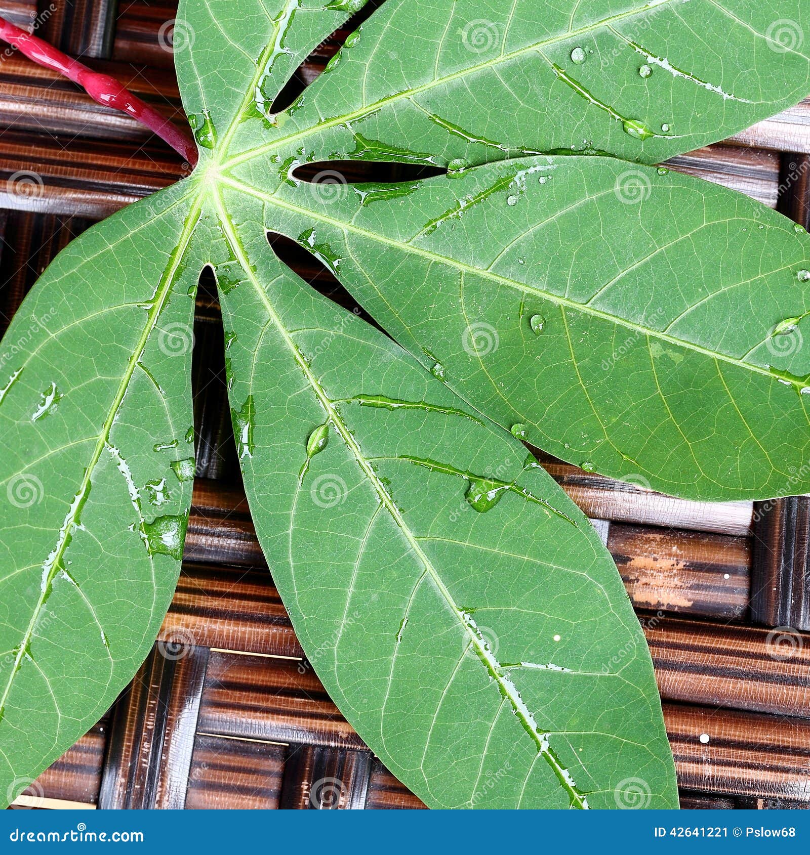 Tapioca Leaf stock image. Image of organic, botany, house - 42641221