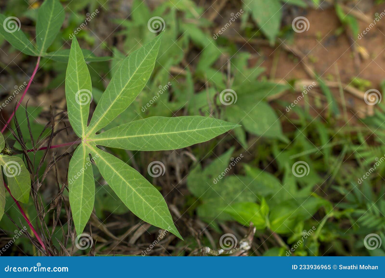Tapioca Leaf Image with Some Parts in Focus Stock Image - Image of ...