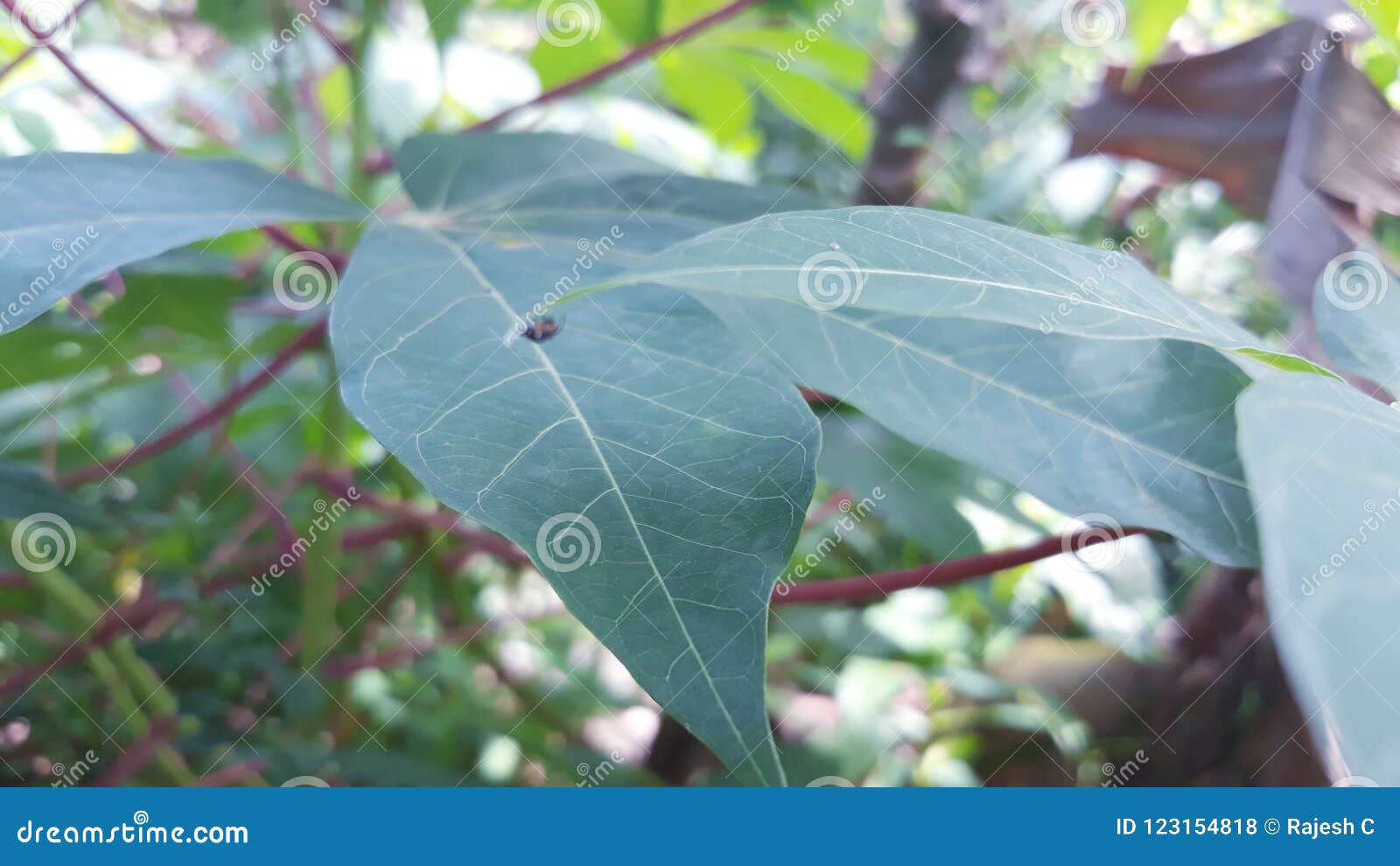 Tapioca leaf stock photo. Image of natural, trees, leaf - 123154818