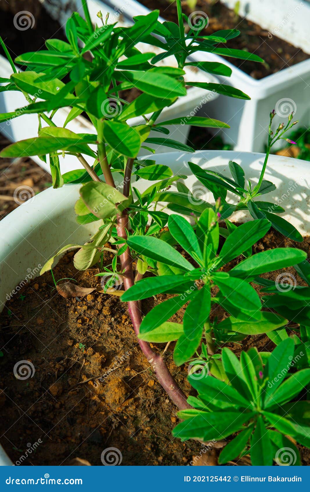 Tapioca Leaf. Tapioca Plant at the Homeyard Stock Photo - Image of ...