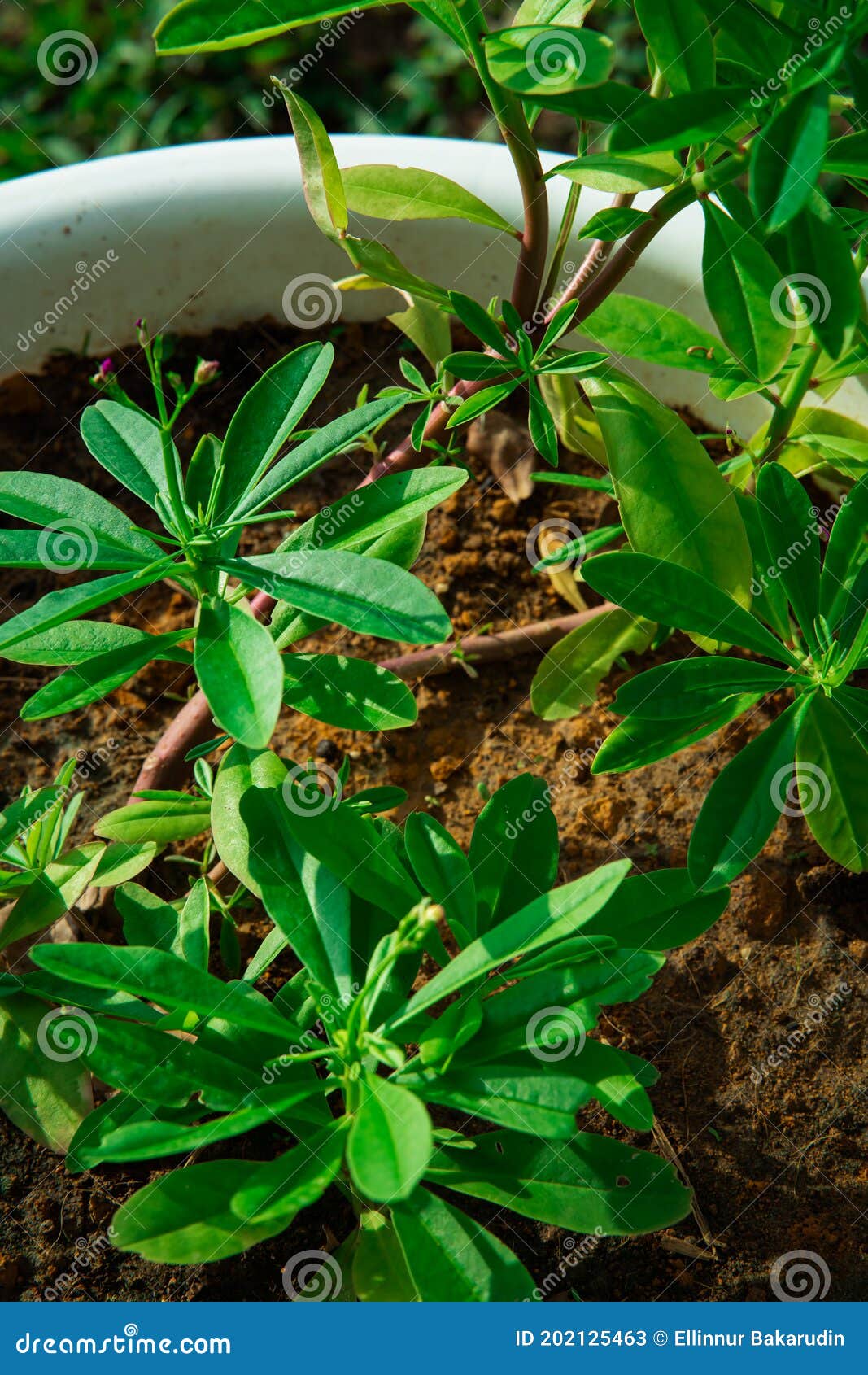 Tapioca Leaf. Tapioca Plant at the Homeyard Stock Image - Image of ...