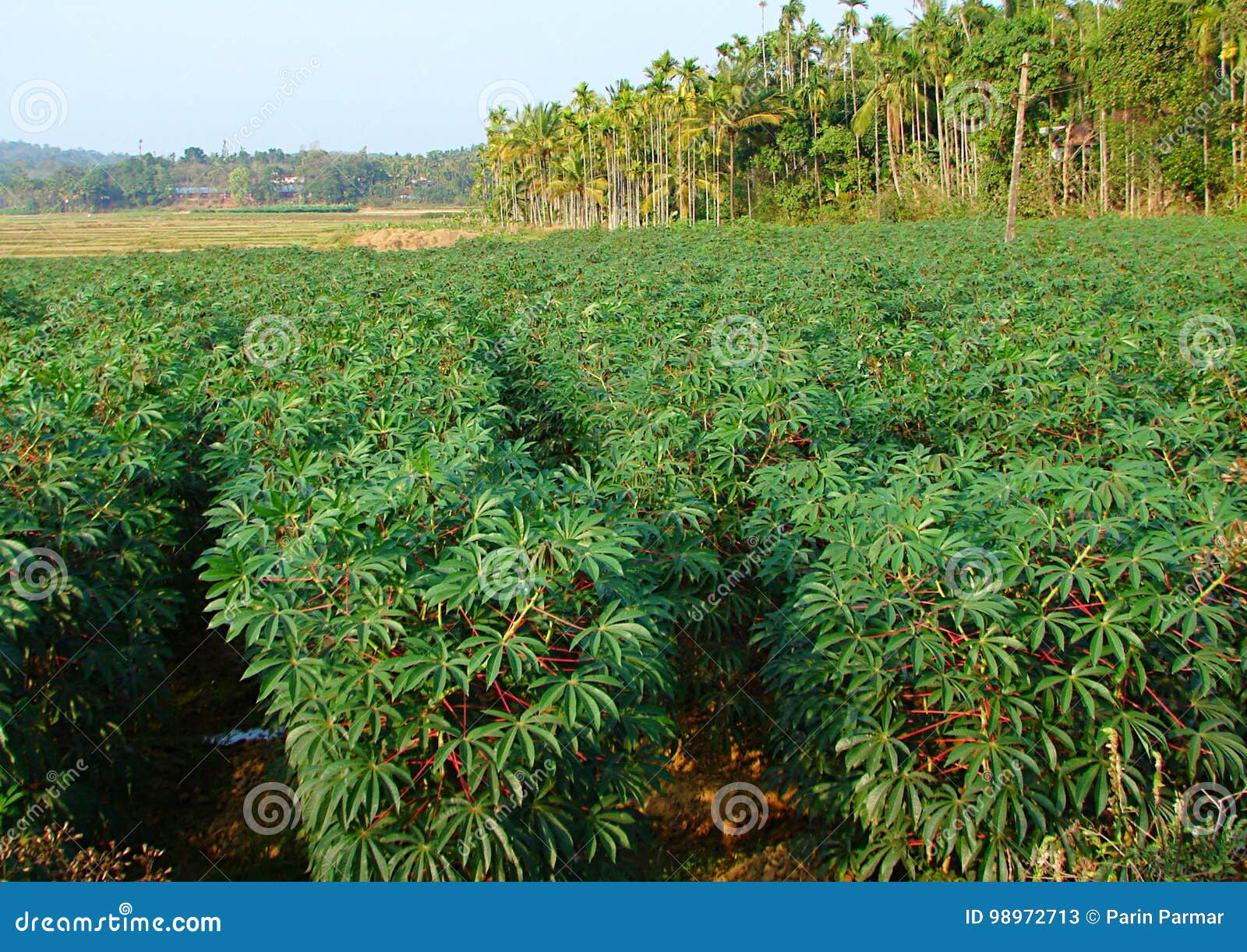 Tapioca - Manioca - Piantagione Nel Kerala, India Immagine Stock ...