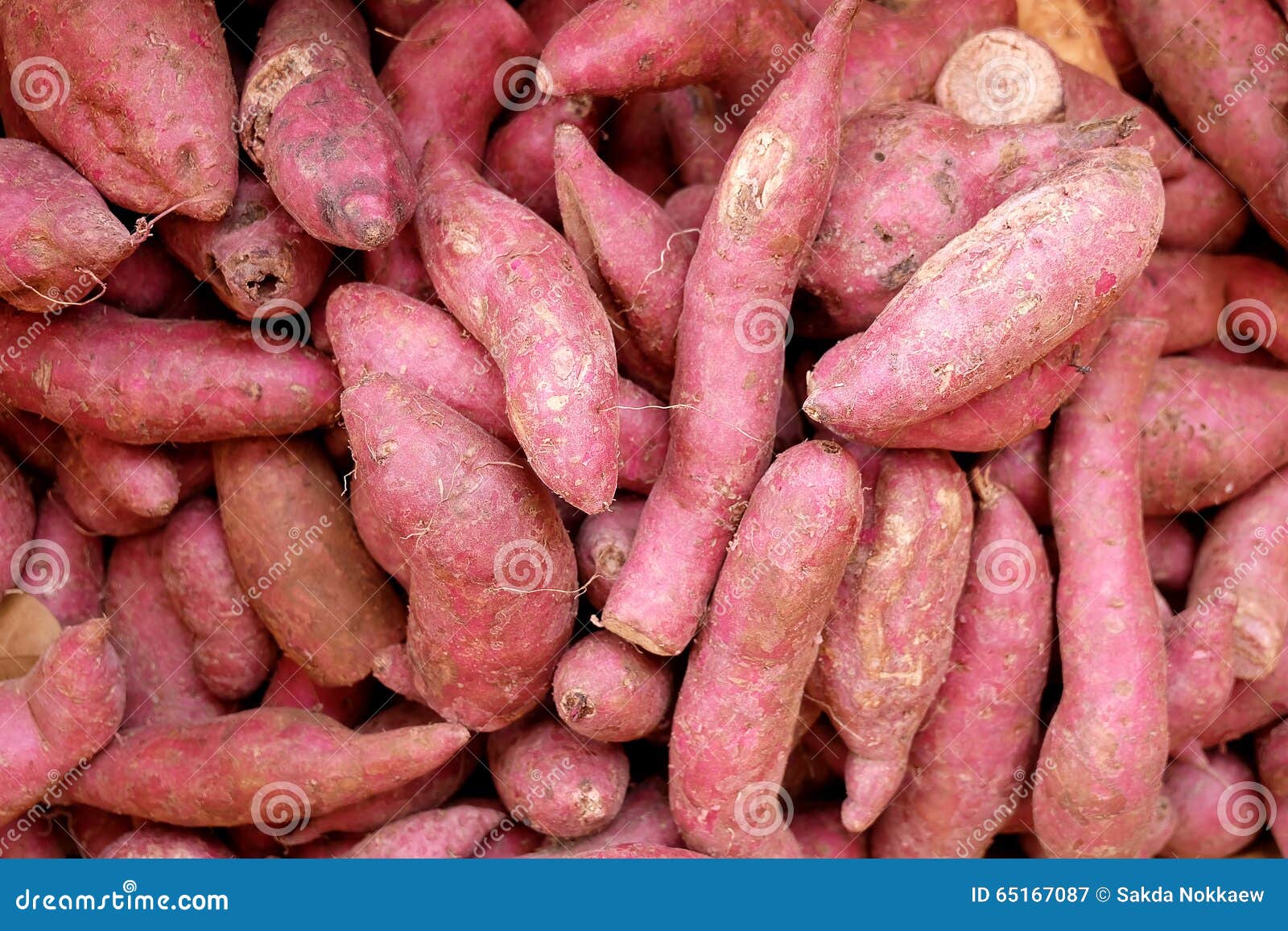 Tapioca stock image. Image of field, tropic, crop, texture - 65167087