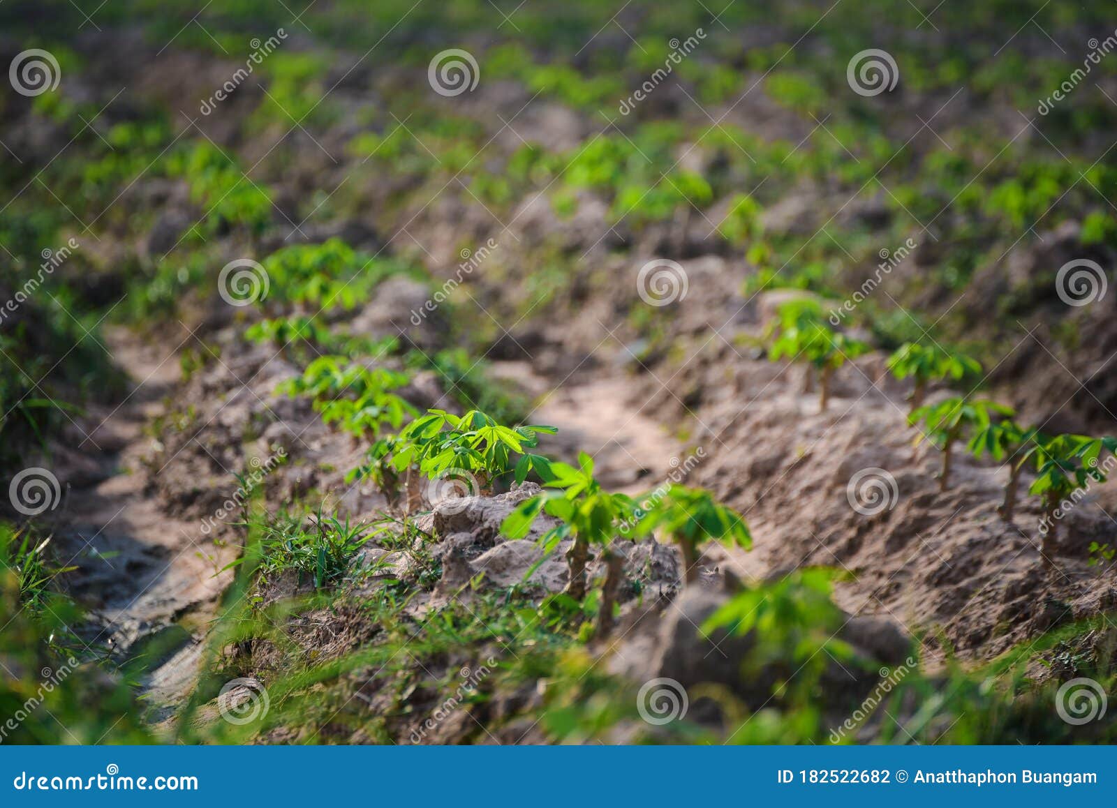 Tapioca Plants Or Cassava Leaves Growing In Ranch Stock Photo ...