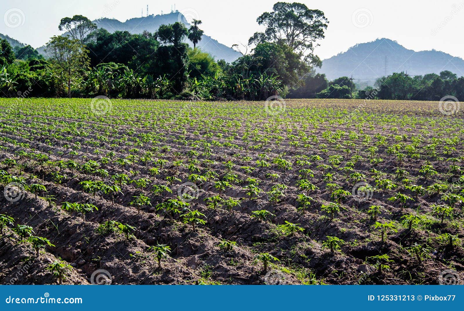 Plantation of Tapioca tree stock image. Image of pattern - 125331213