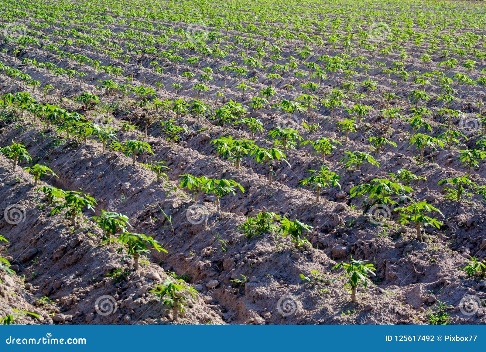 Plantation of Tapioca tree stock photo. Image of nice - 125617492