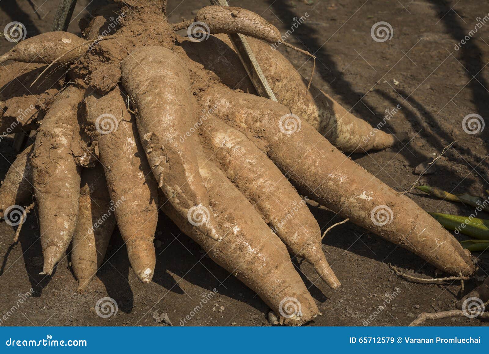 Tapioca stock image. Image of feed, field, root, foot - 65712579