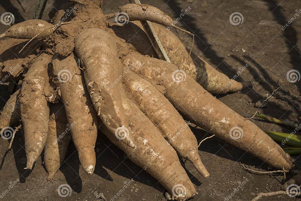 Tapioca stock image. Image of feed, field, root, foot - 65712579