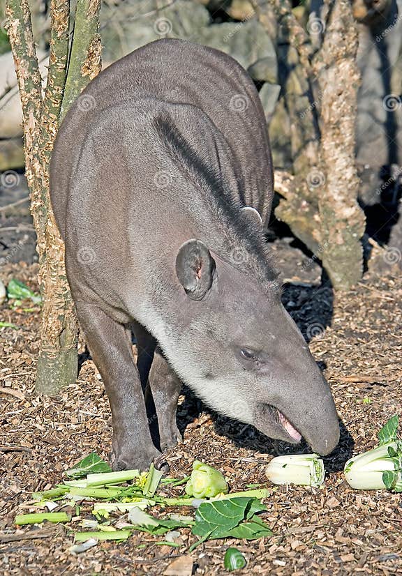 Tapir 1 stock image. Image of grey, mane, grass, zoology - 4375901