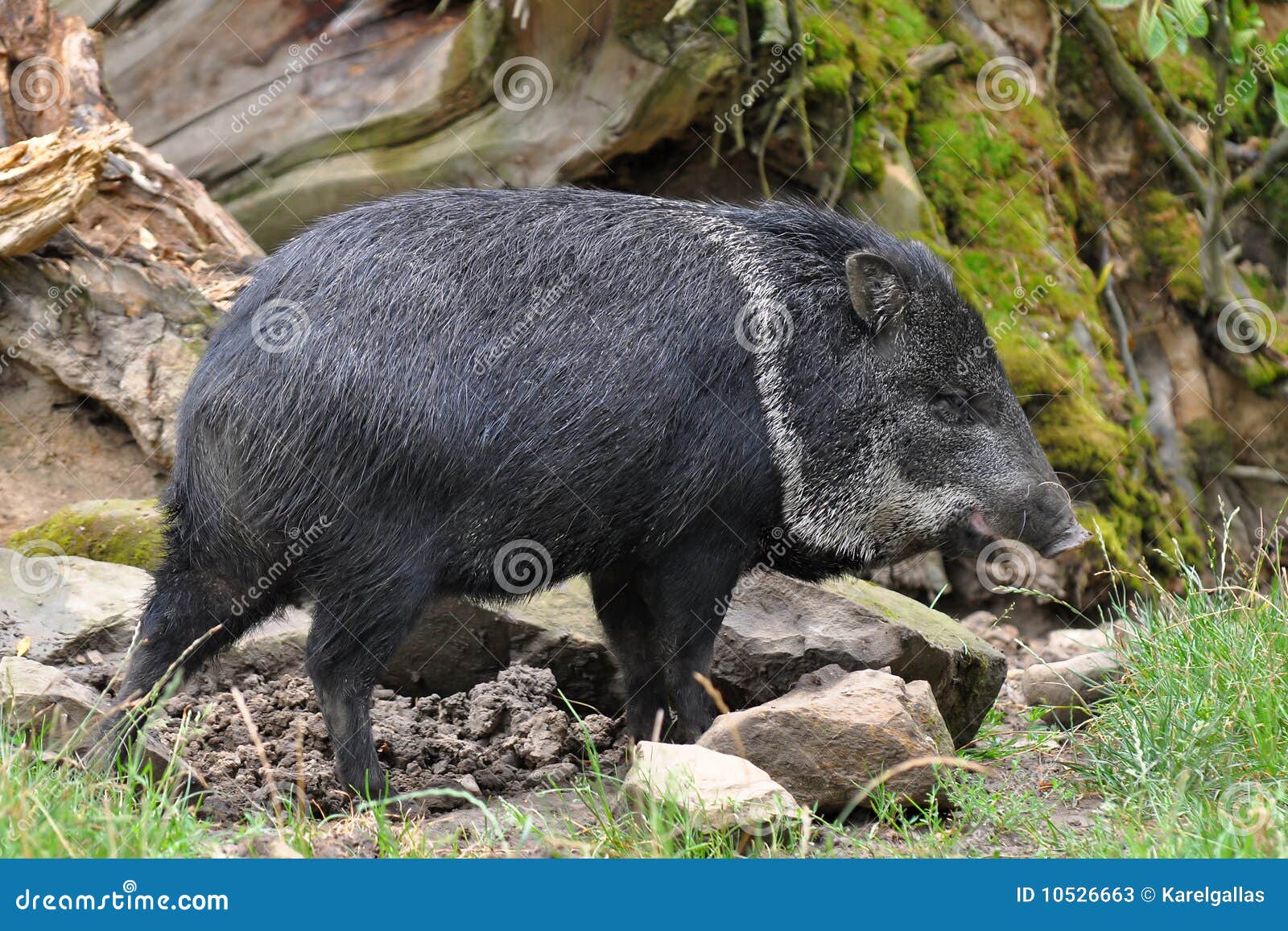Tapir stock image. Image of wild, tapirus, tapir, nose - 10526663