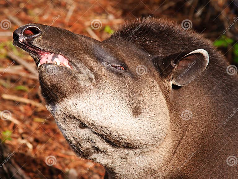 Tapir stock image. Image of rainforest, tapir, teeth - 18461045