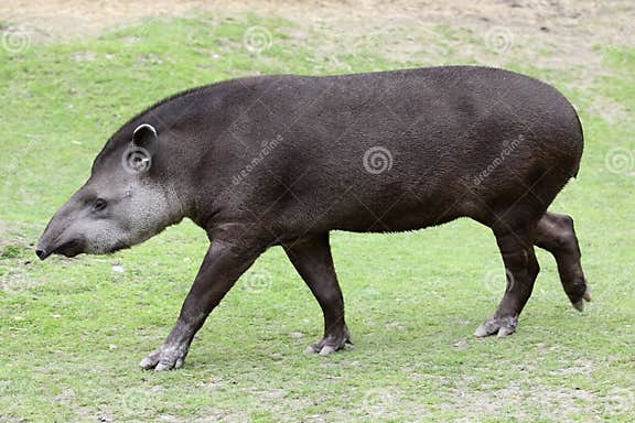 Tapir stock image. Image of terrestris, mammal, american - 19572067