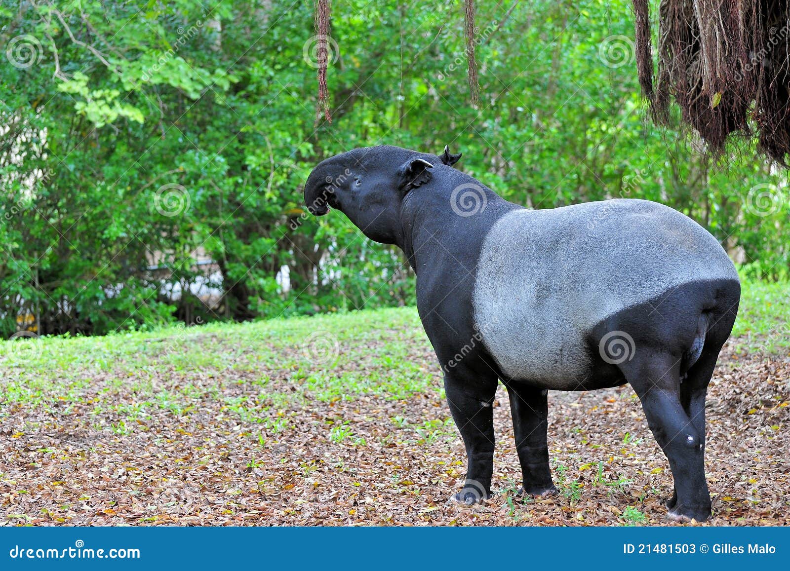 Tapir stock image. Image of animals, females, southeast - 21481503