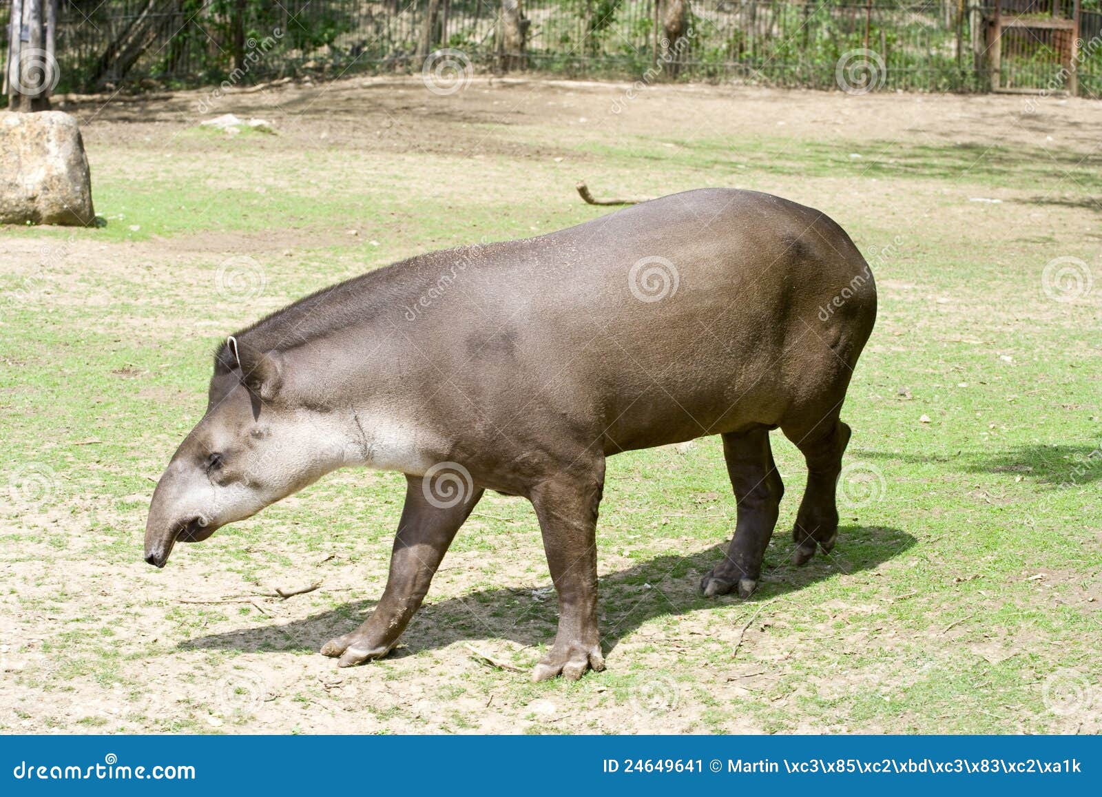 Tapir stock image. Image of nose, head, ears, water, exotic - 24649641