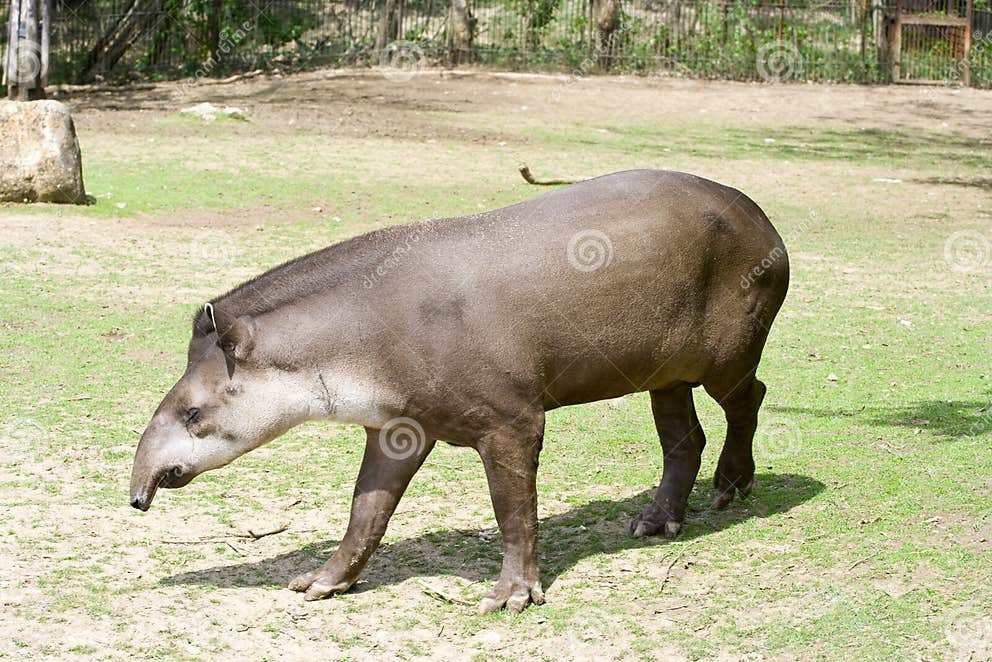 Tapir stock image. Image of nose, head, ears, water, exotic - 24649641