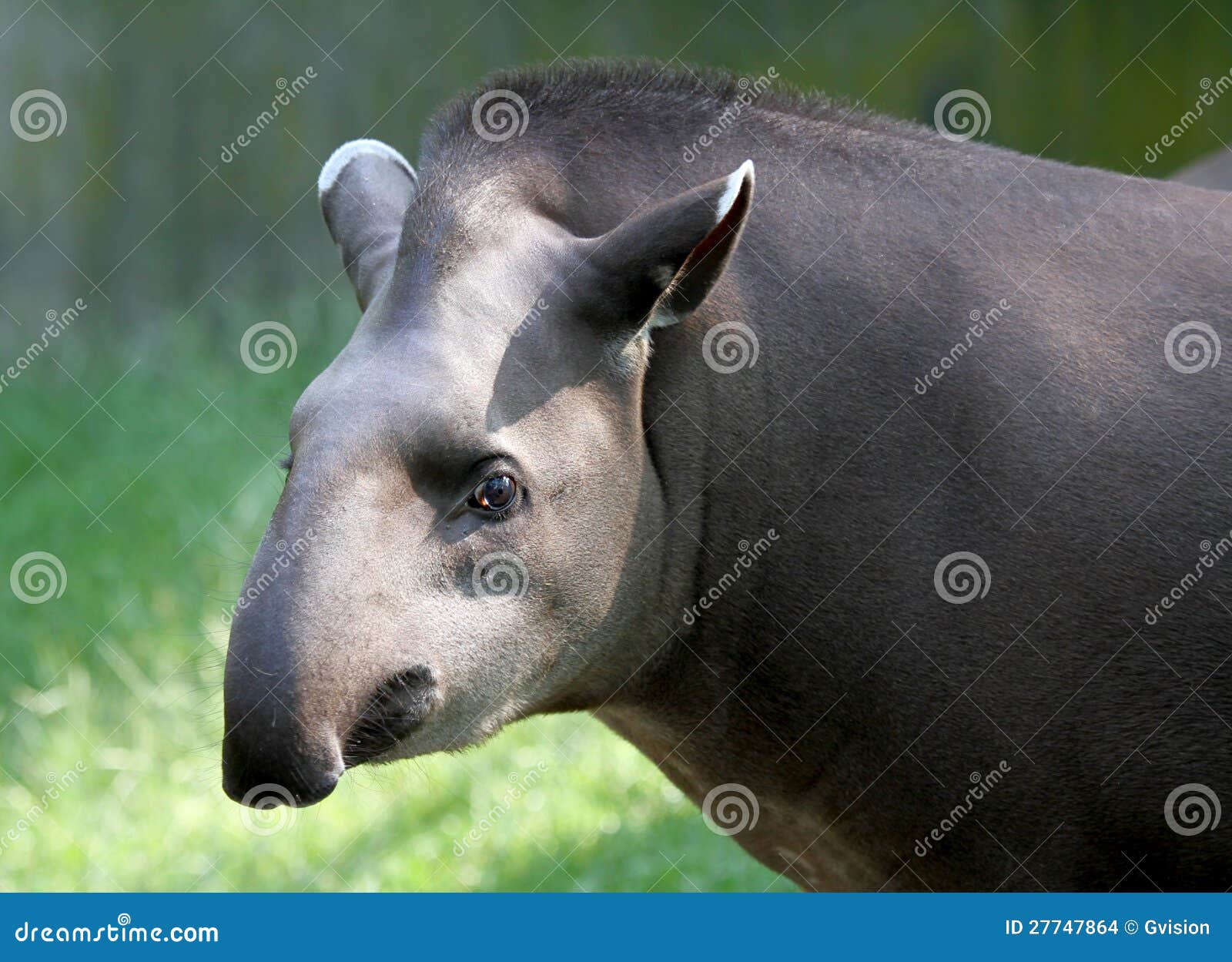 Tapir stock photo. Image of species, ears, thoughtful - 27747864