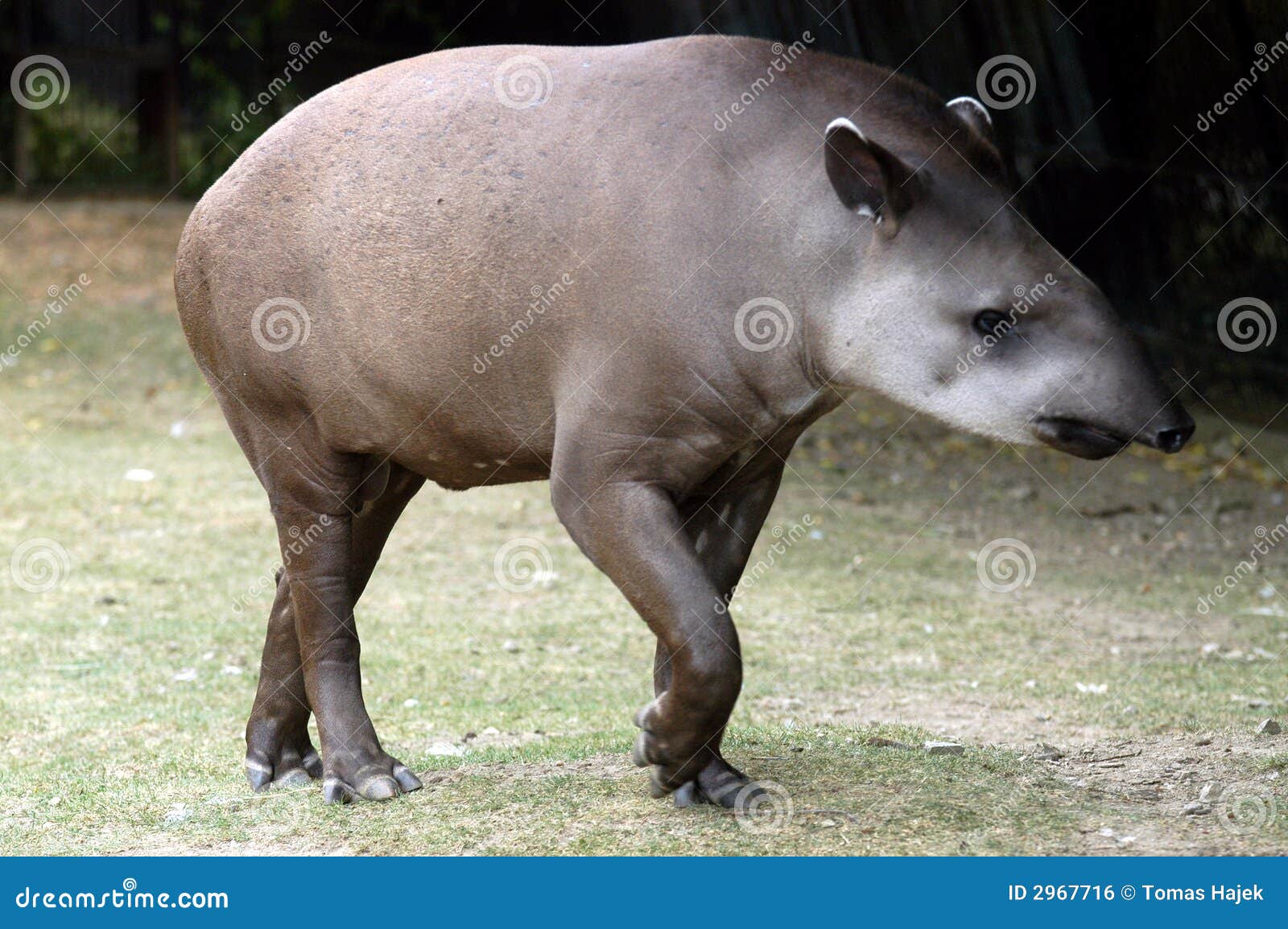Tapir stock photo. Image of walking, tapir, reach, tropical - 2967716