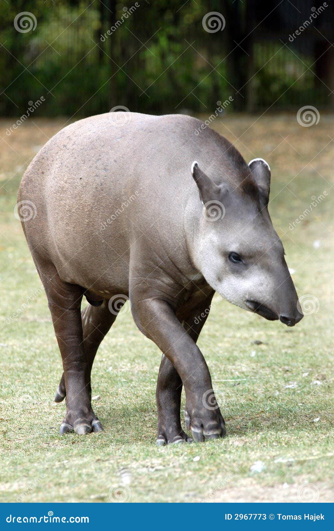 Tapir stock image. Image of reach, hand, south, walking - 2967773