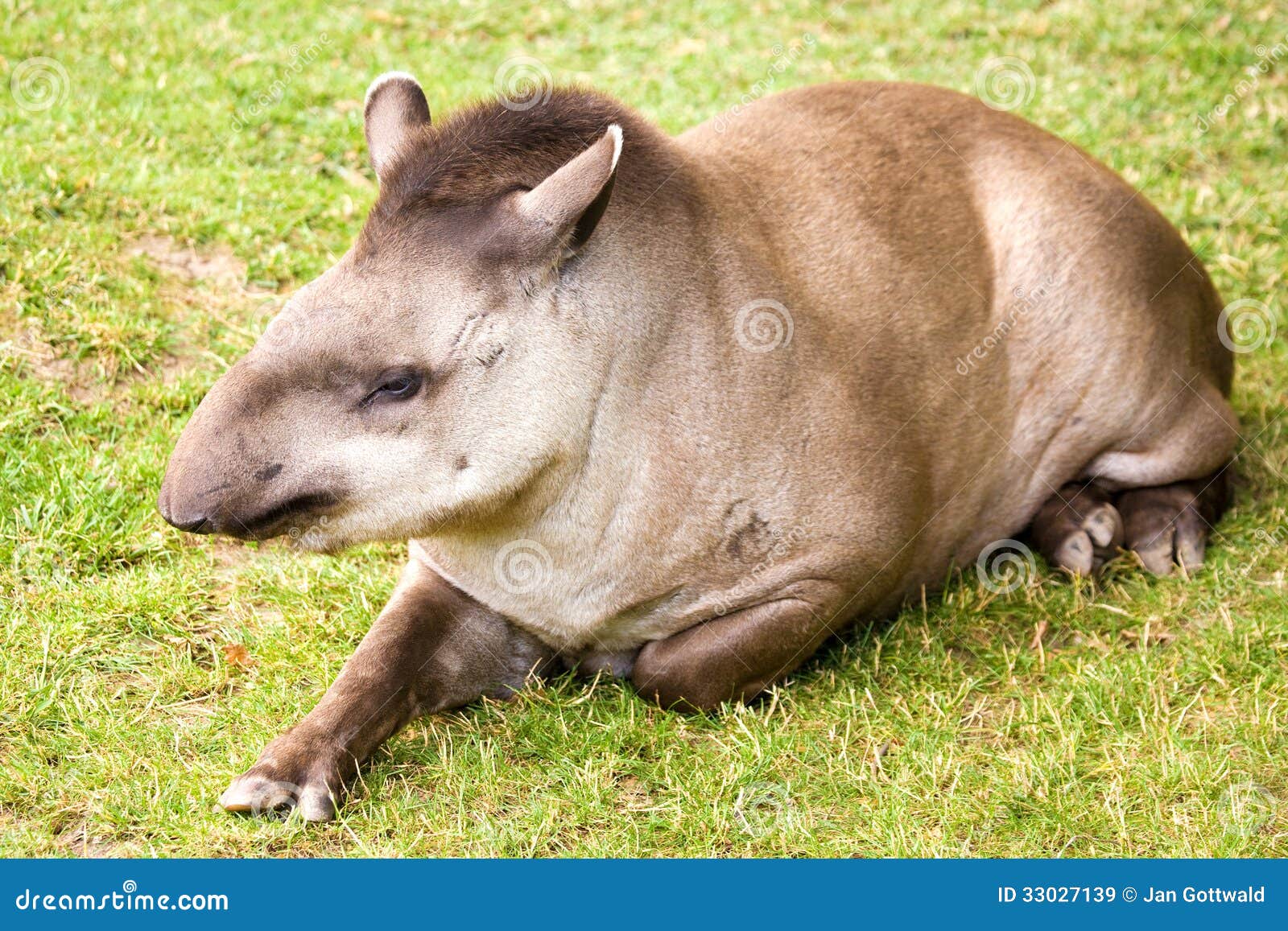 Tapir stockbild. Bild von tapir, braun, exotisch, fett - 33027139