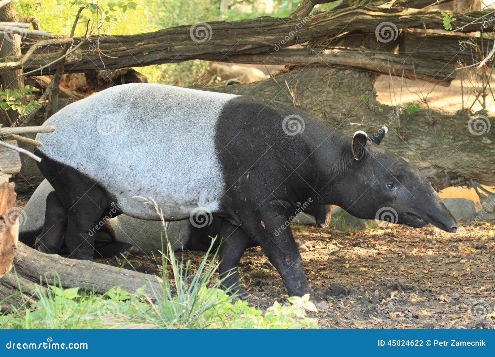 Tapir photo stock. Image du mammifères, tapirs, mammifère - 45024622