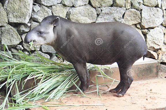Tapir stock photo. Image of grey, america, grasses, endangered - 480956