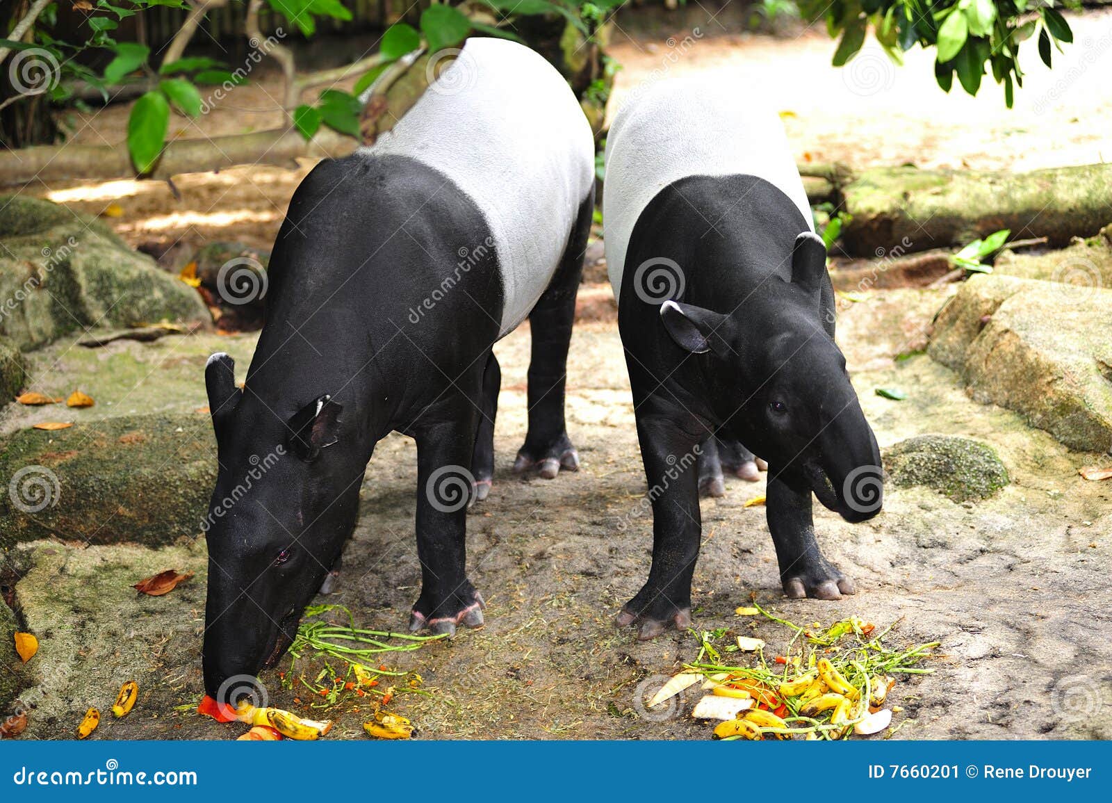 Tapir stock image. Image of animalia, forest, browsing - 7660201