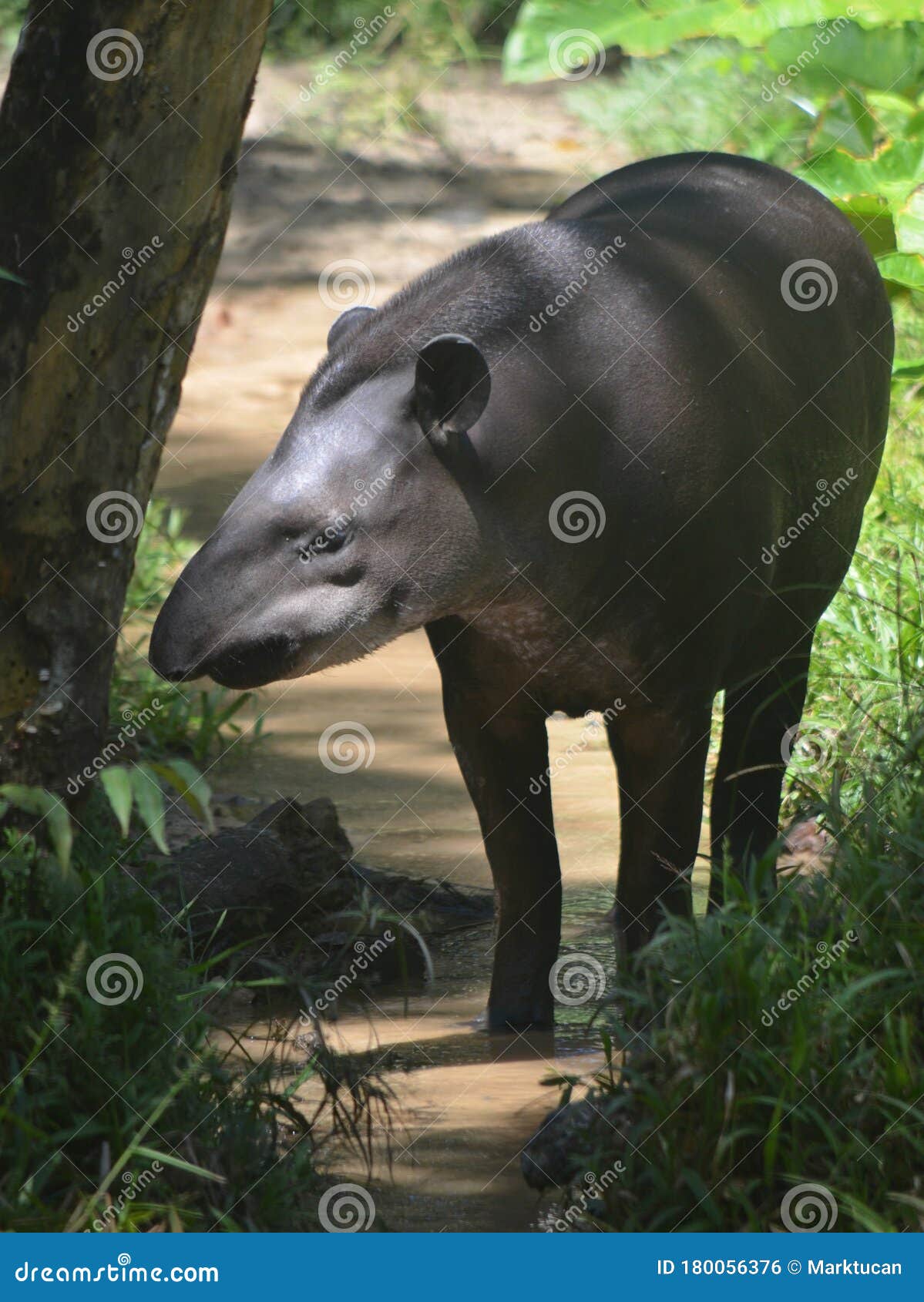 A Tapir in the Amazon Rainforest Stock Photo - Image of animal ...
