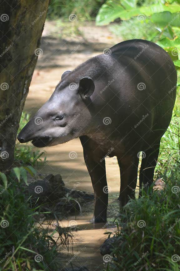 A Tapir in the Amazon Rainforest Stock Photo - Image of bolivia, tapir ...