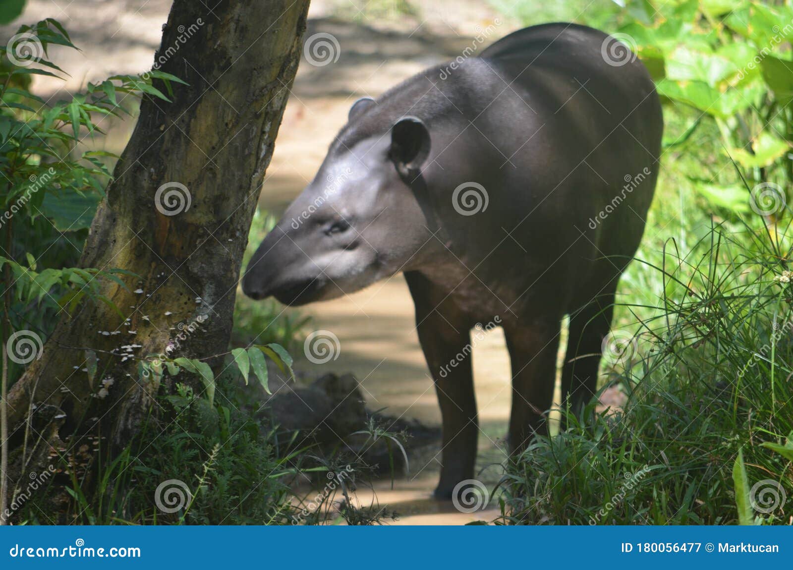 A Tapir in the Amazon Rainforest Stock Image - Image of wildlife ...