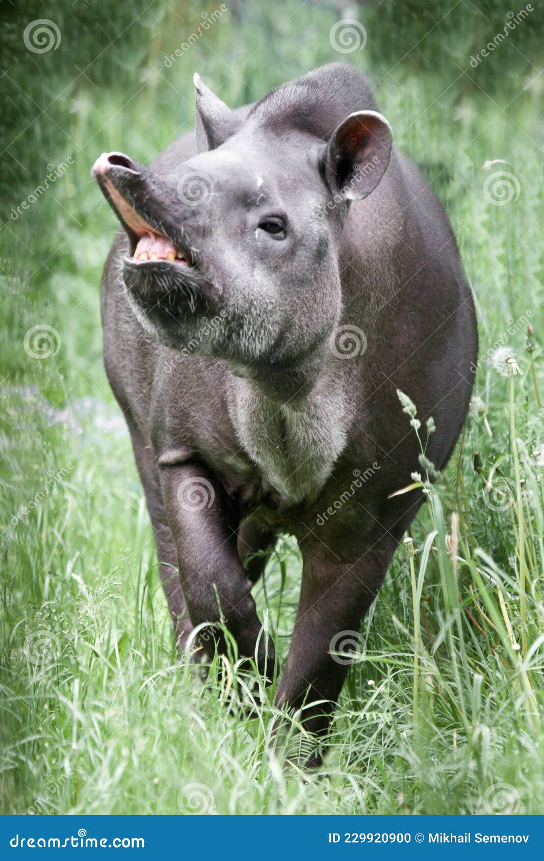Tapir Amusingly Bulges Its Trunk with Its Snout Stock Photo - Image of ...