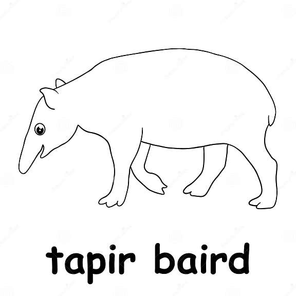 Kids Line Illustration Coloring Tapir Baird. Animal are Just Lines ...