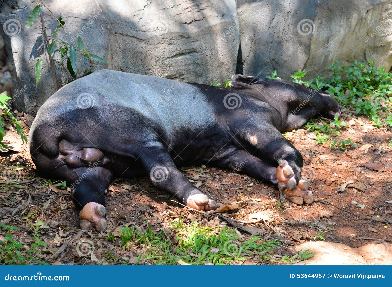 Tapir stock image. Image of tapir, mammal, animal, wildlife - 53644967