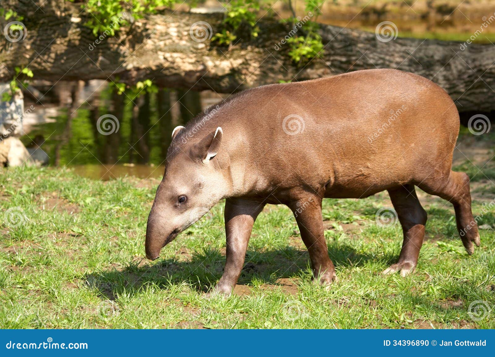 Tapir stock photo. Image of brown, outdoor, mammal, wildlife - 34396890