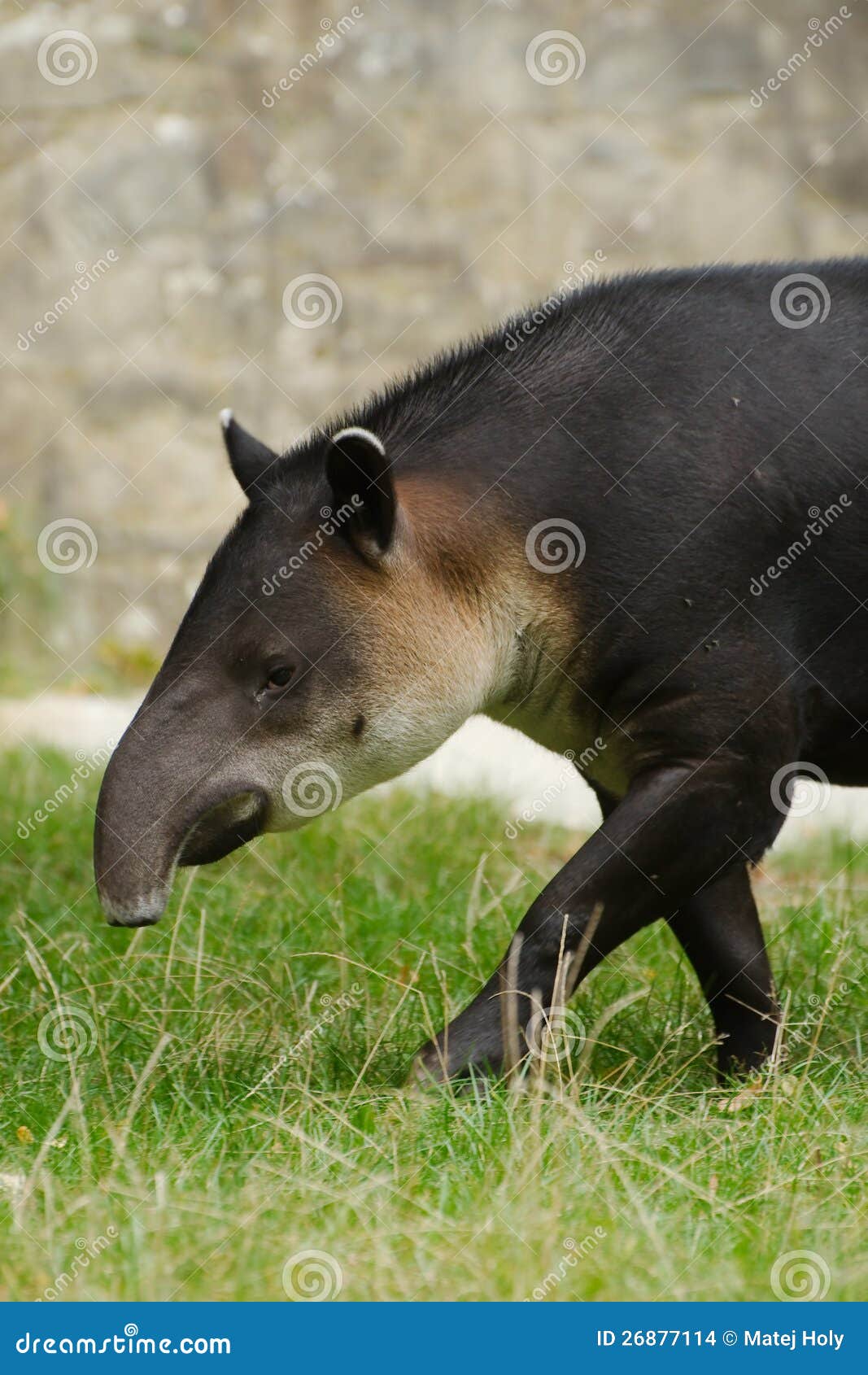 Tapir centroamericano foto de archivo. Imagen de verde - 26877114