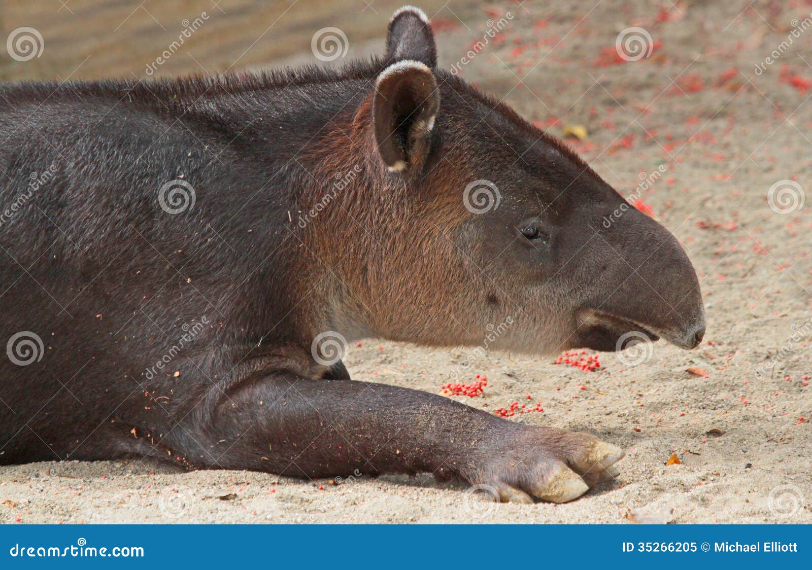 Tapir stock image. Image of skin, nature, central, brown - 35266205