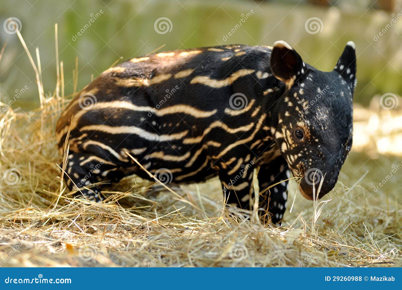 Tapir del bebé foto de archivo. Imagen de joven, piel - 29260988