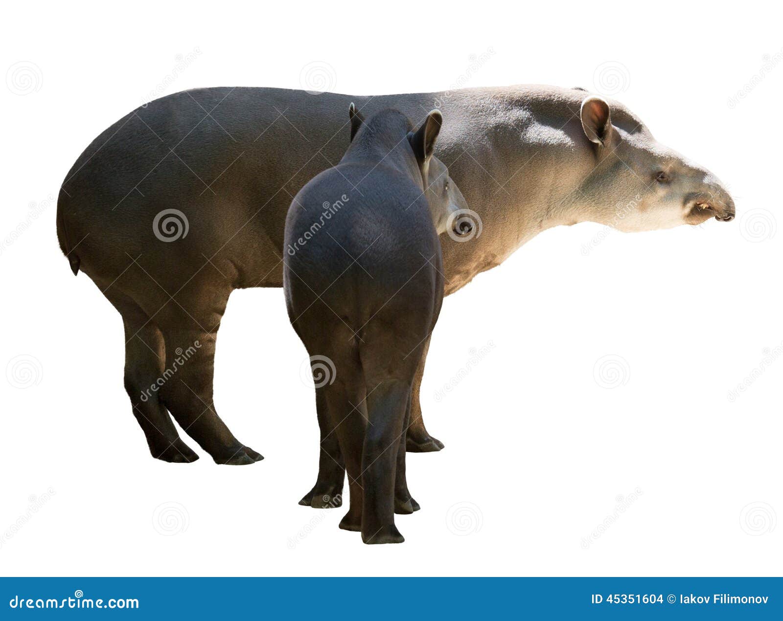 Tapir family. Isolated stock photo. Image of perissodactyla - 45351604