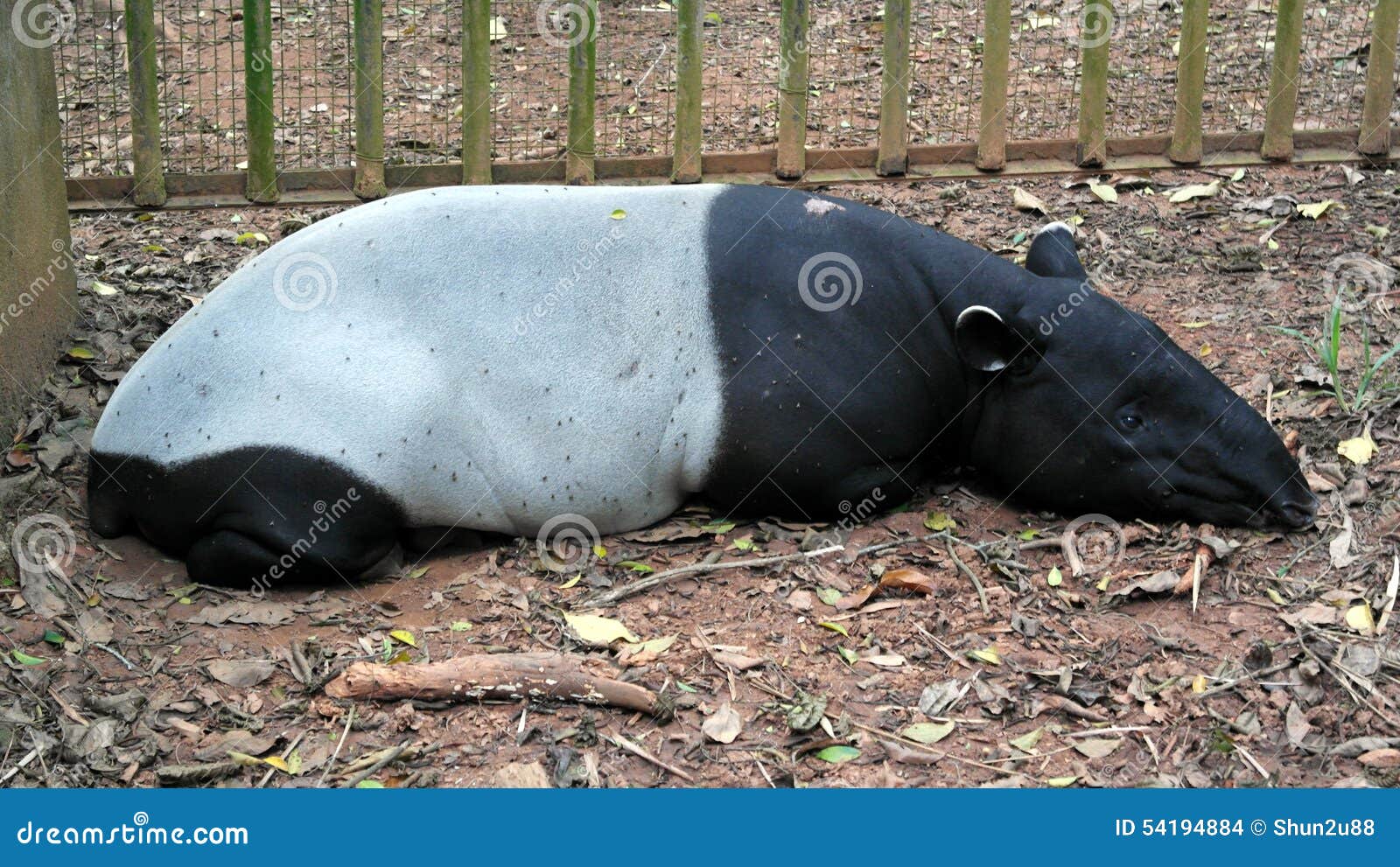 Tapir malayo imagen de archivo editorial. Imagen de animal - 54194884