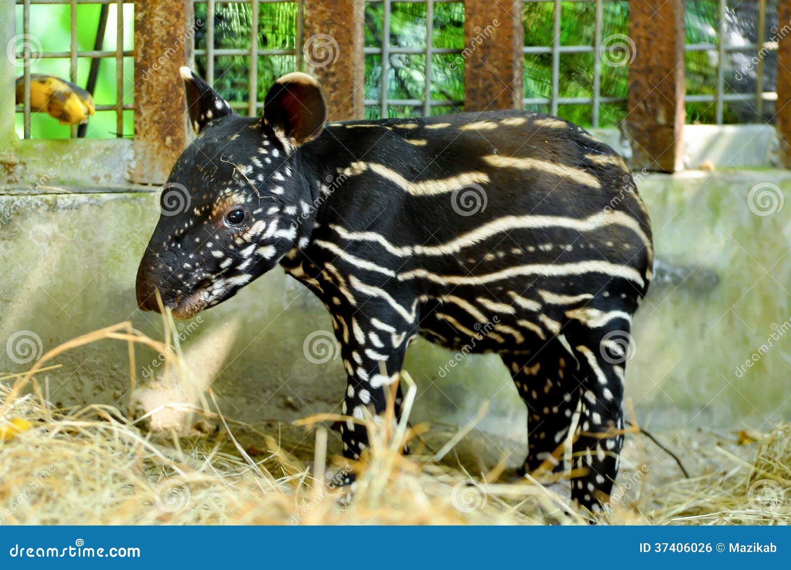 Tapir malayo del bebé foto de archivo. Imagen de cara - 37406026