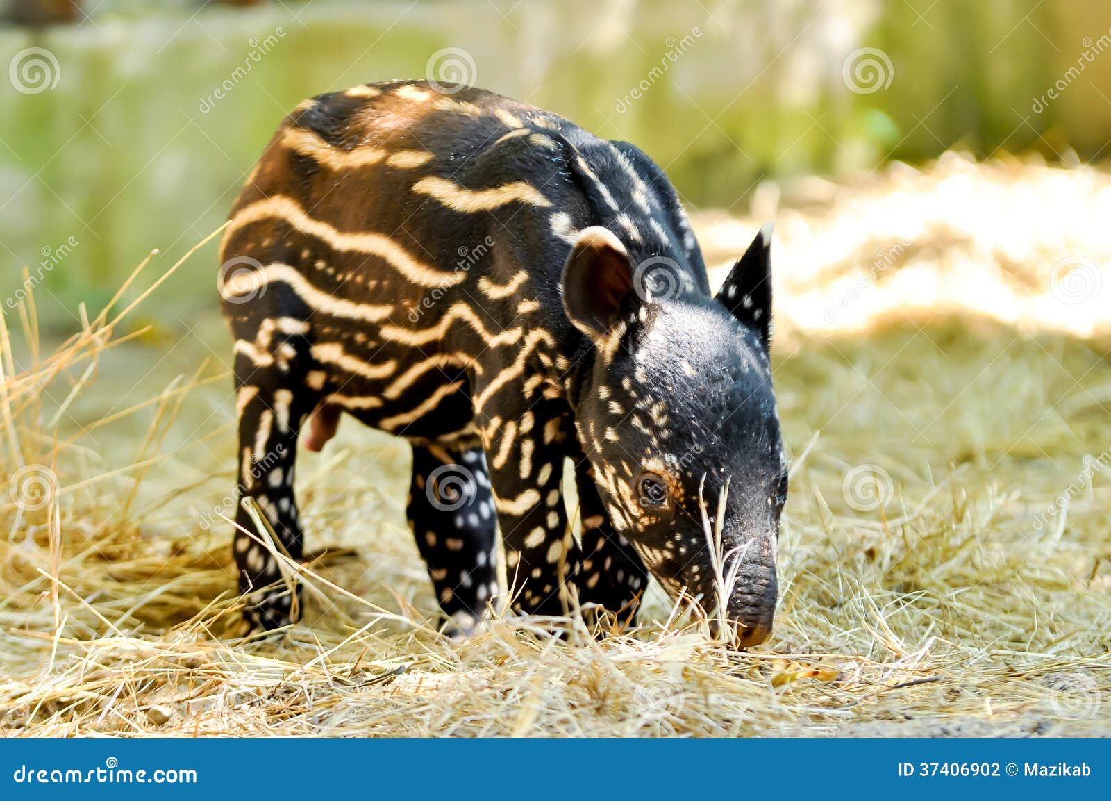 Tapir malayo del bebé foto de archivo. Imagen de acoplamiento - 37406902