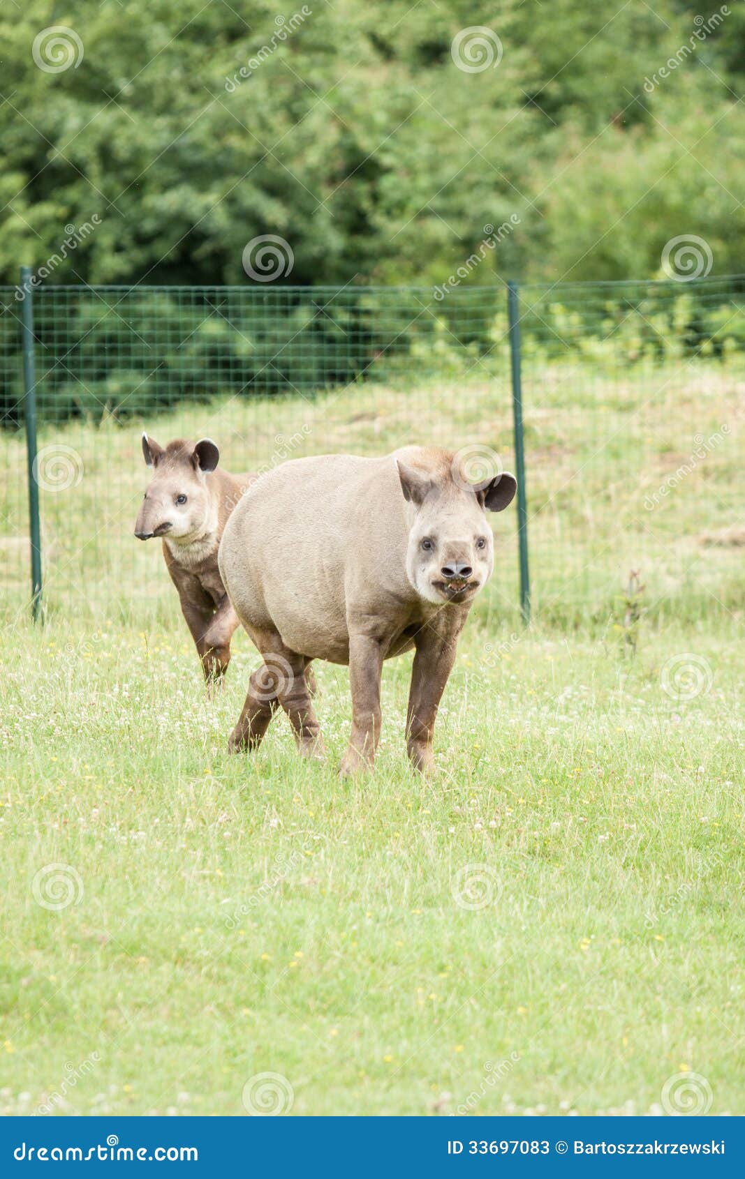 Tapir mammal at the zoo stock image. Image of tapir, rocks - 33697083