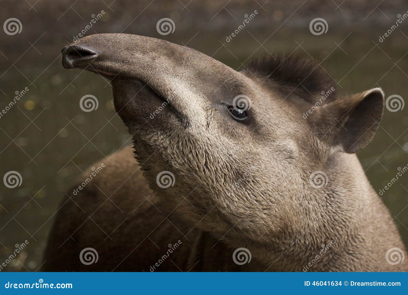 Tapir stock photo. Image of mammals, zoogdieren, tapirs - 46041634